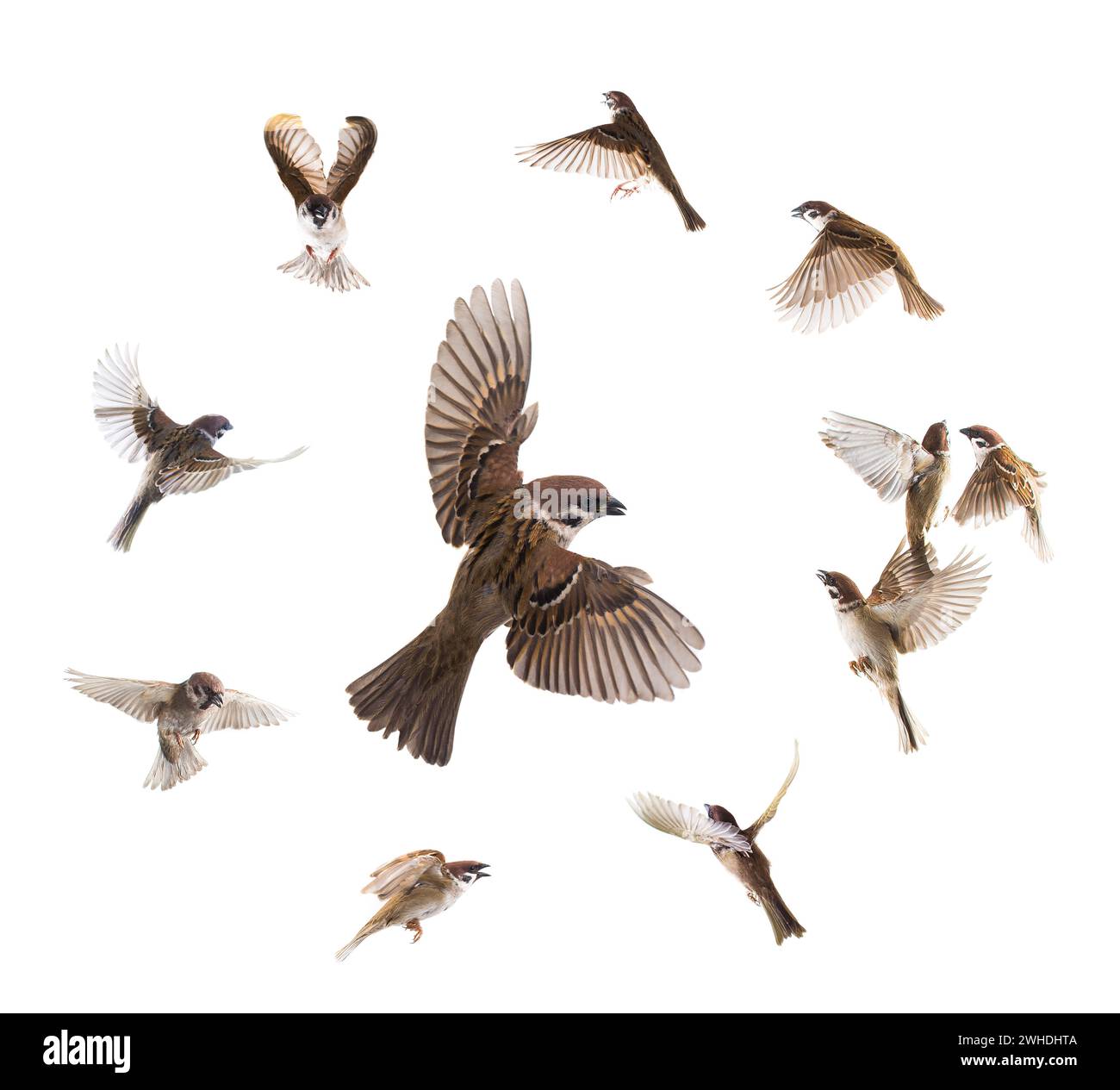 collage sparrows flies isolated on white background Stock Photo - Alamy