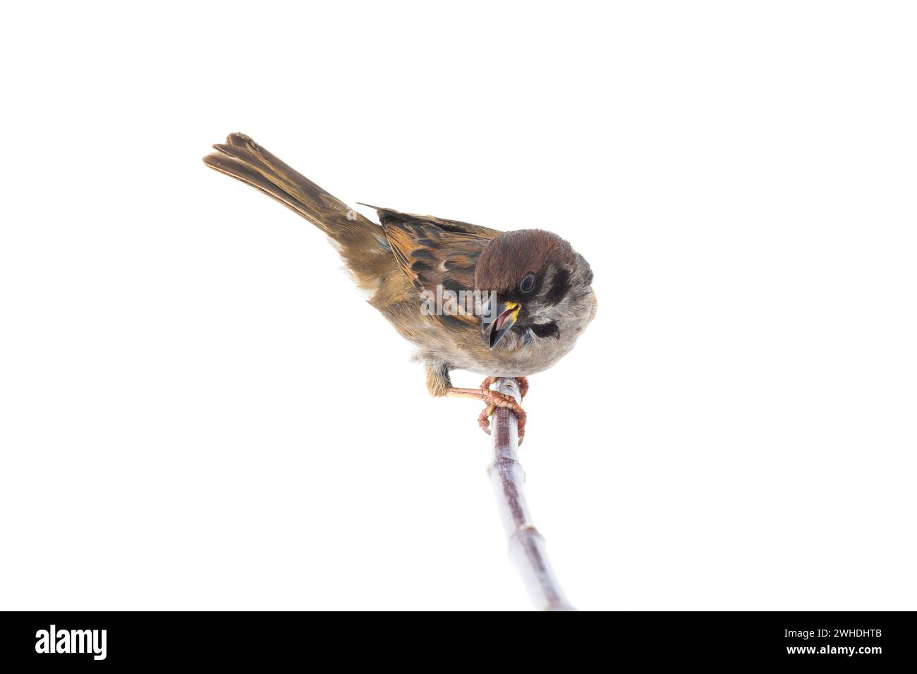 screaming sparrow isolated on white background Stock Photo - Alamy