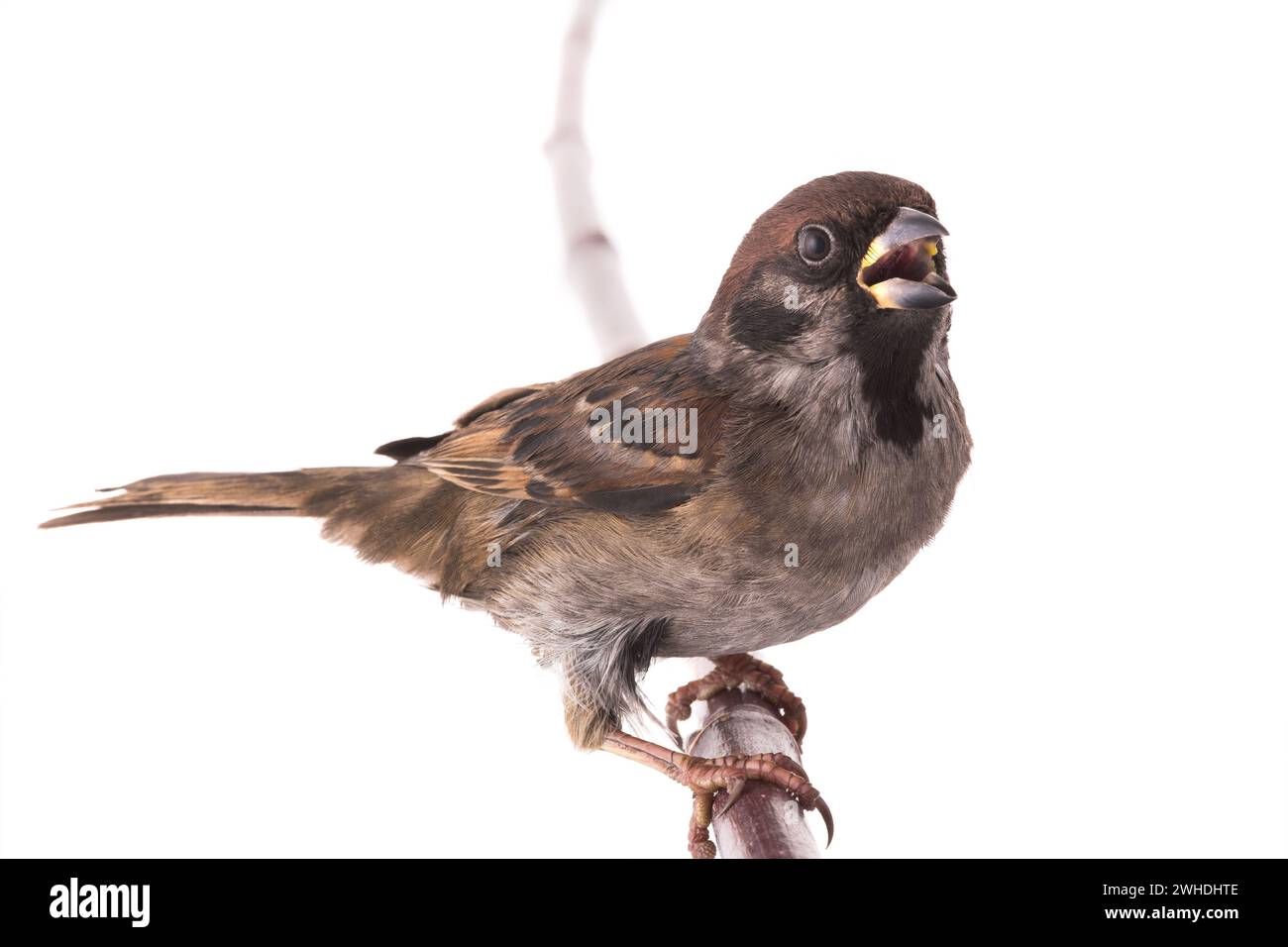 screaming sparrow isolated on white background Stock Photo - Alamy