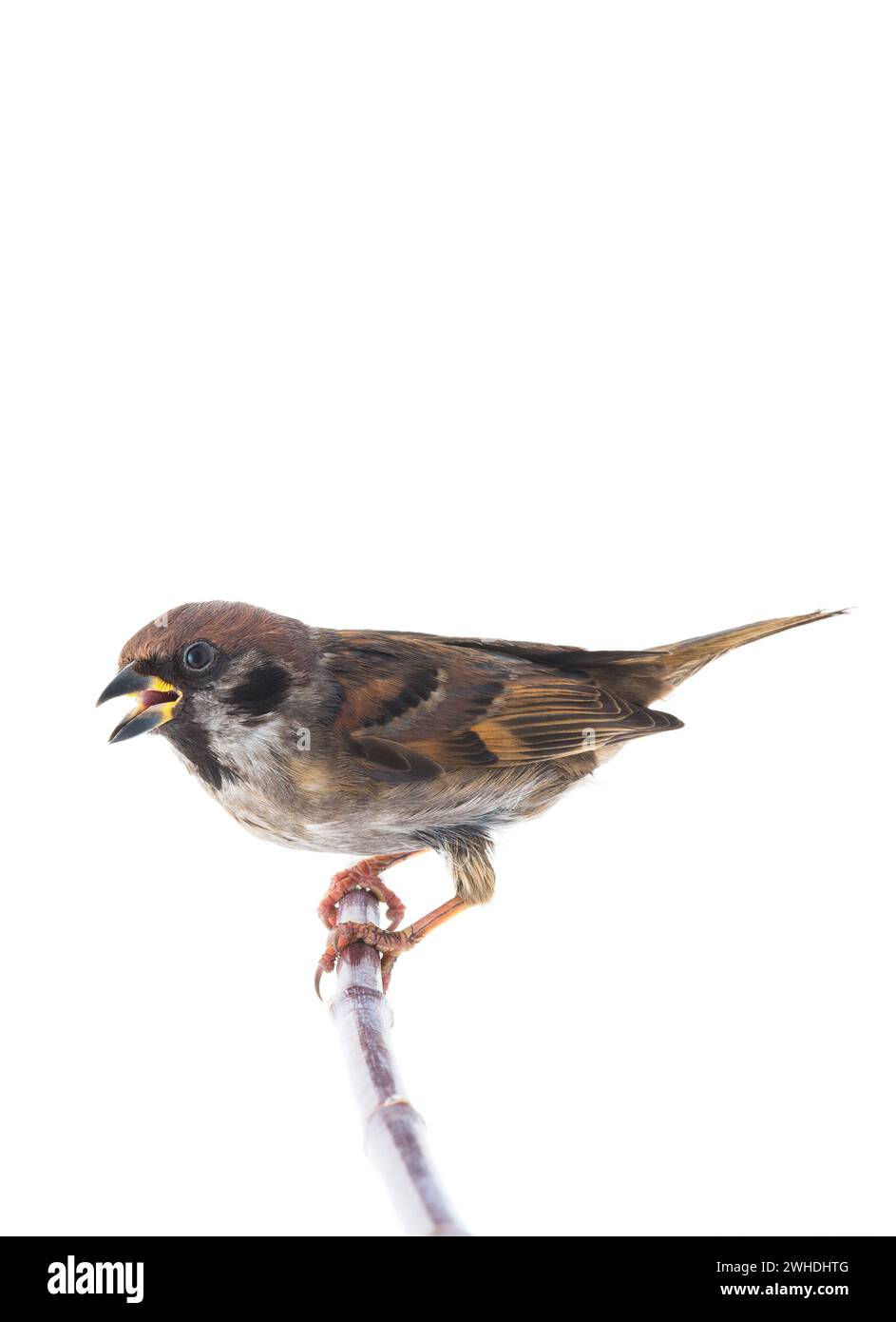 screaming sparrow isolated on white background Stock Photo - Alamy
