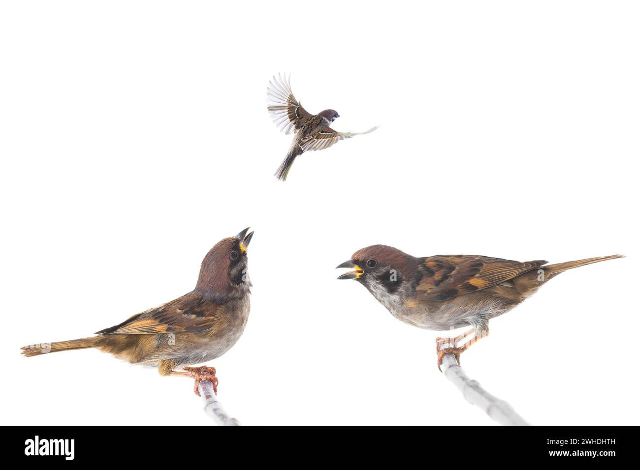 screaming sparrow isolated on white background Stock Photo - Alamy