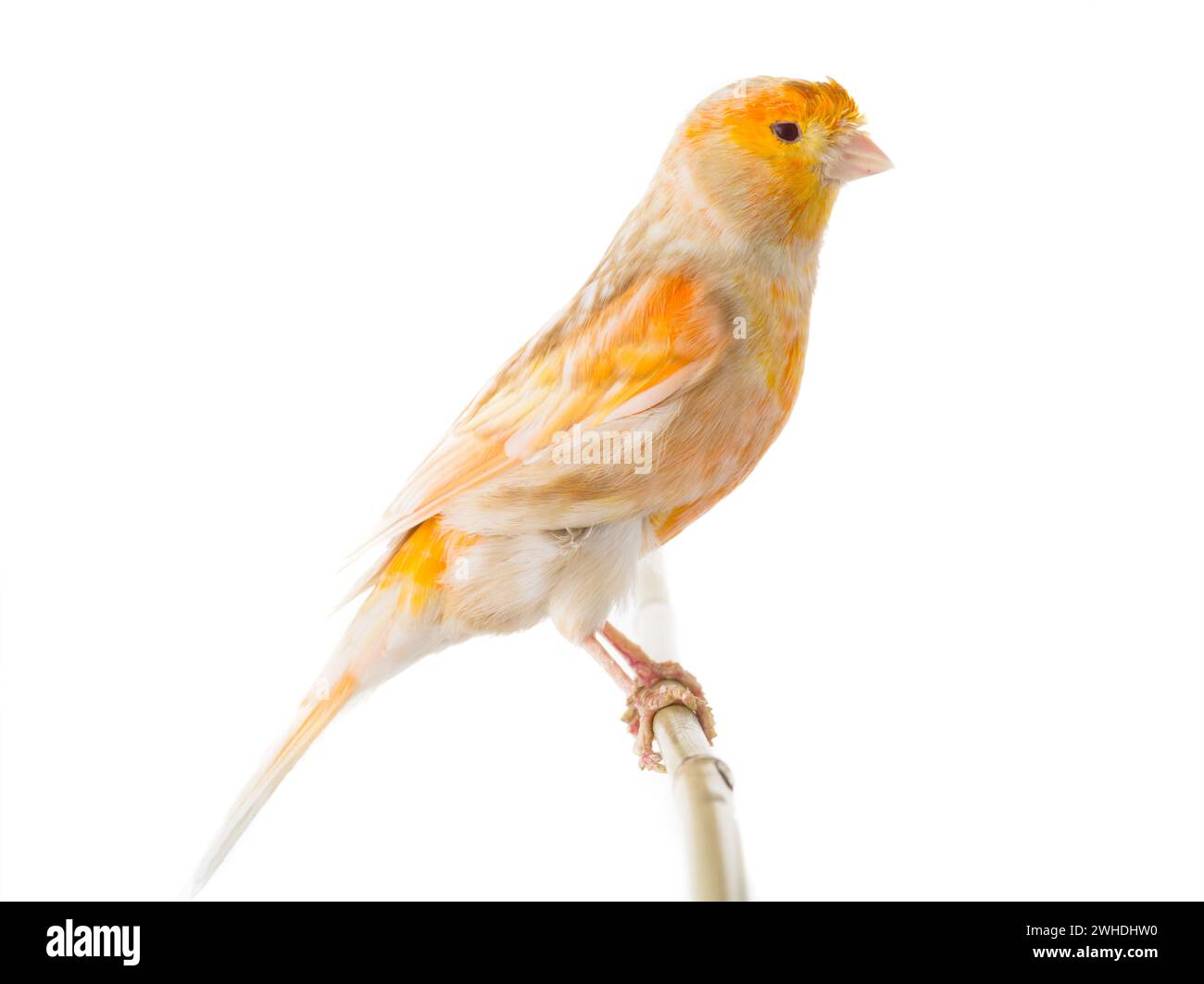 canary isolated on white background Stock Photo - Alamy