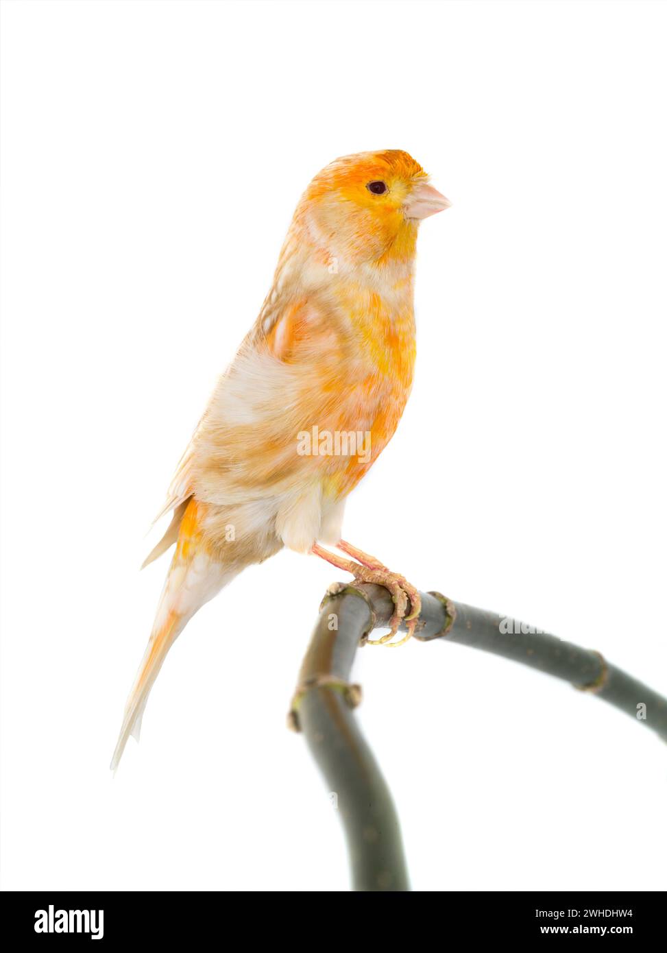 canary isolated on white background Stock Photo - Alamy