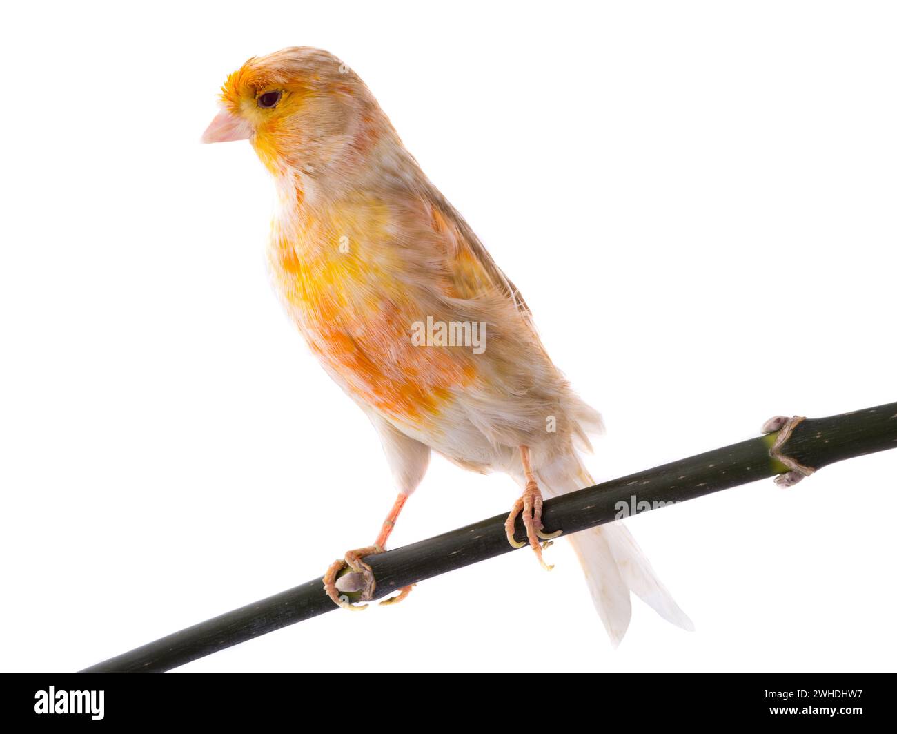 Canary wing Cut Out Stock Images & Pictures - Alamy