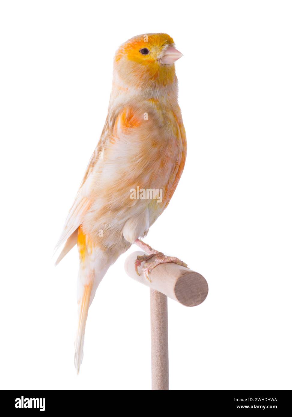 Canary wing Cut Out Stock Images & Pictures - Alamy