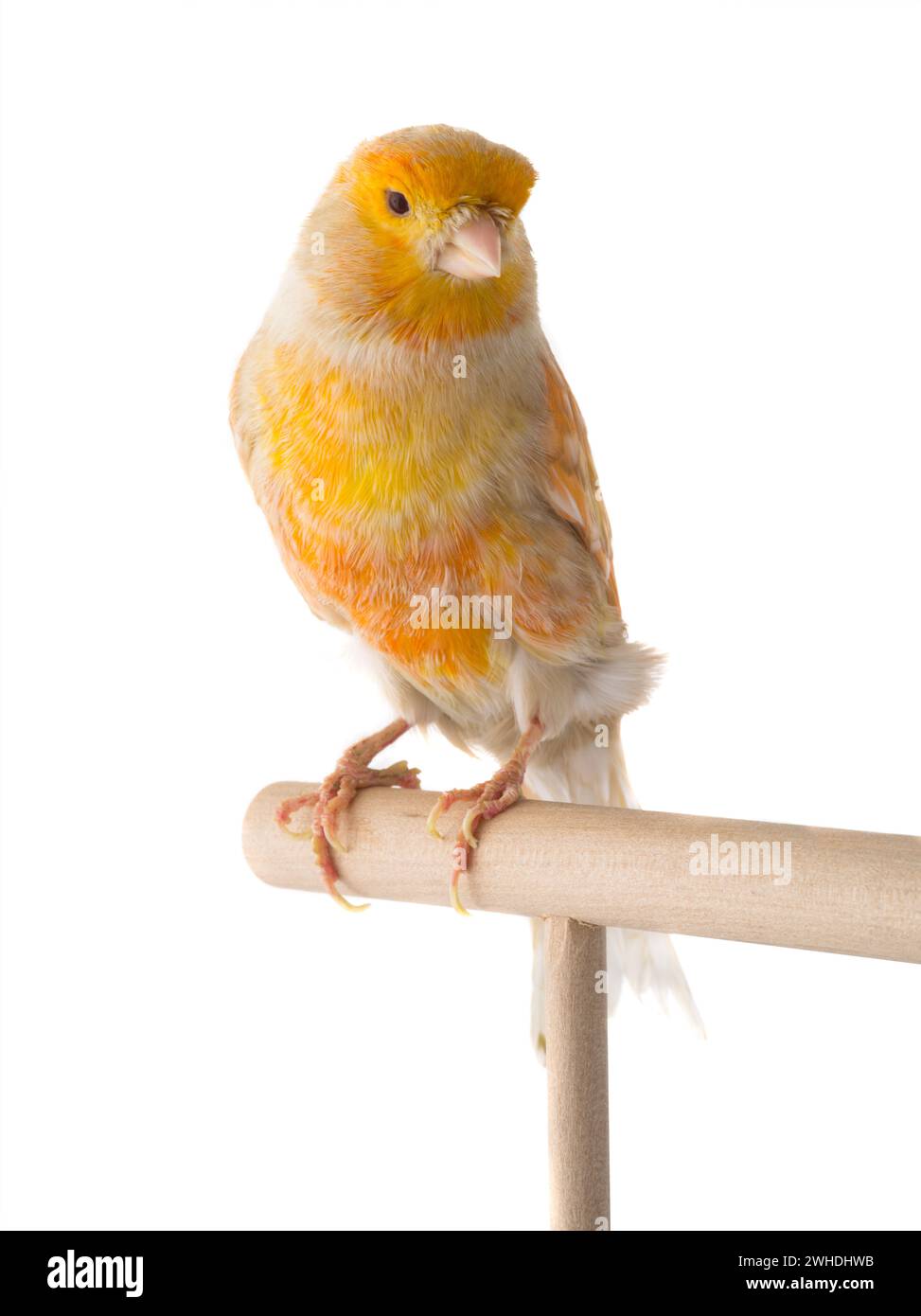 Canary wing Cut Out Stock Images & Pictures - Alamy