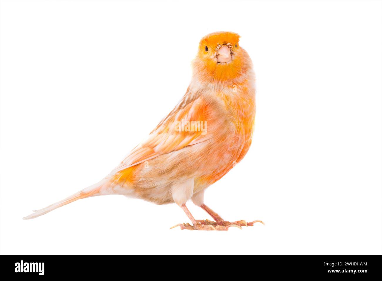 canary isolated on white background Stock Photo - Alamy