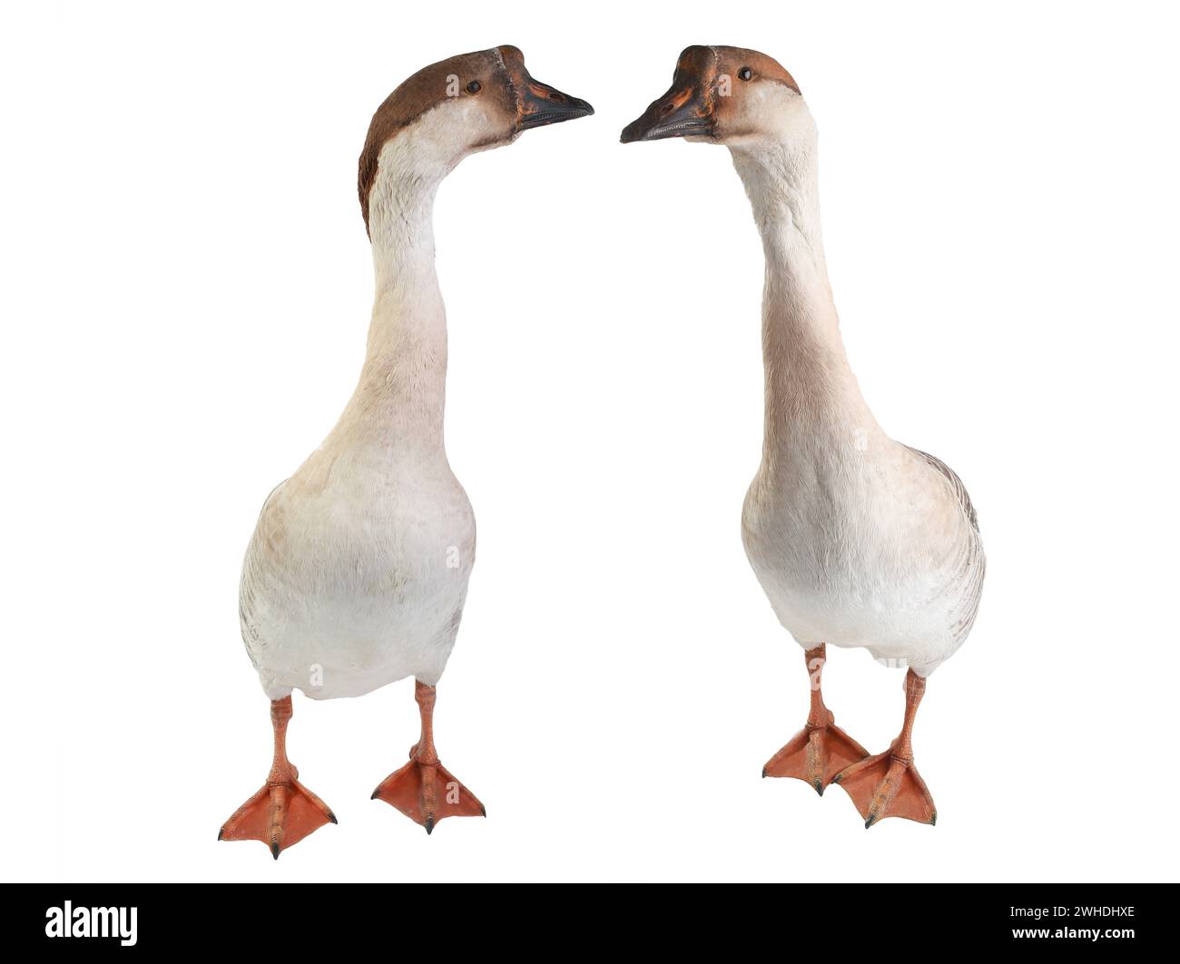 two goose isolated on white background Stock Photo - Alamy