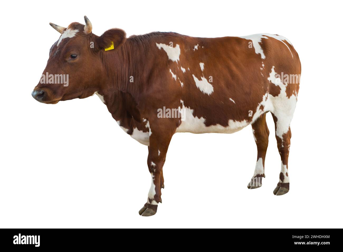 young cow isolated on white background Stock Photo - Alamy