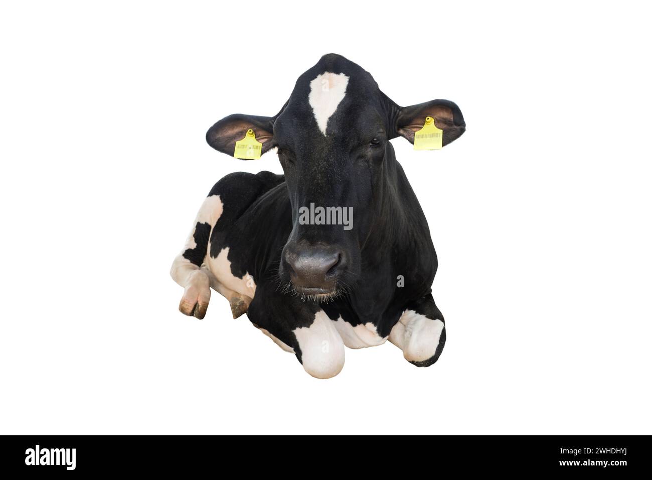 sitting cow isolated on white background Stock Photo - Alamy