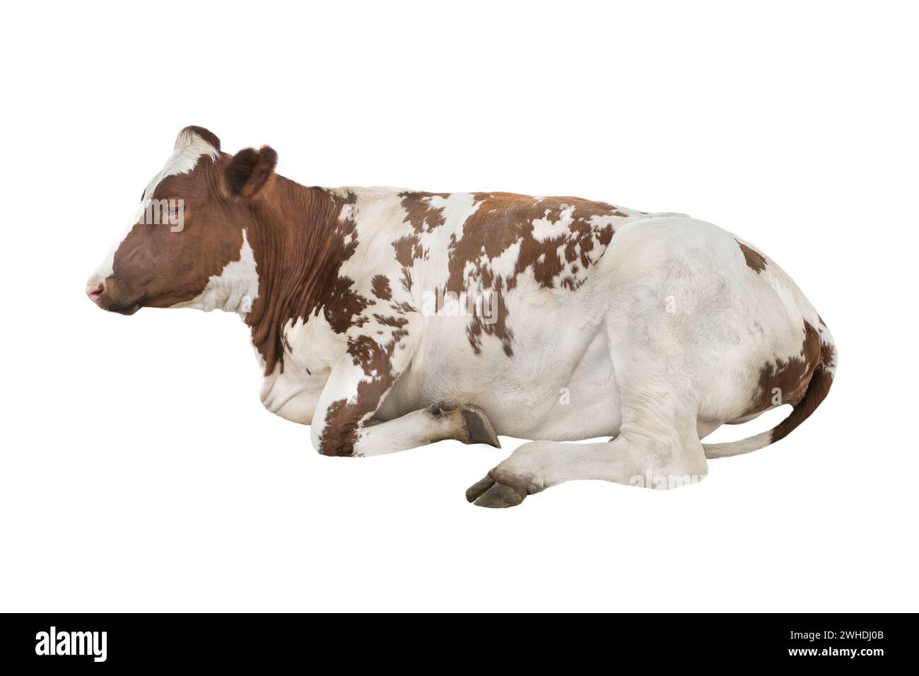 Lying standing cow Cut Out Stock Images & Pictures - Alamy