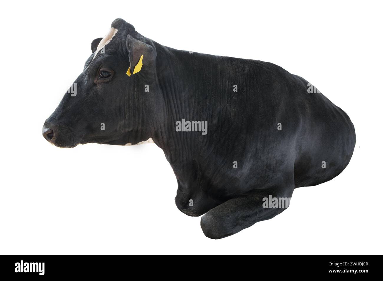 sitting cow isolated on white background Stock Photo - Alamy