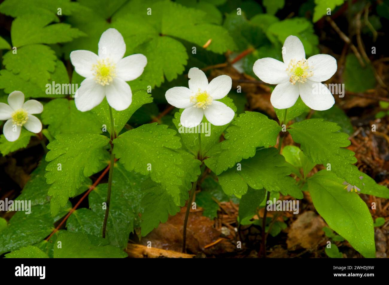 Wind flower along Marion Lake Trail, Mt Jefferson Wilderness ...