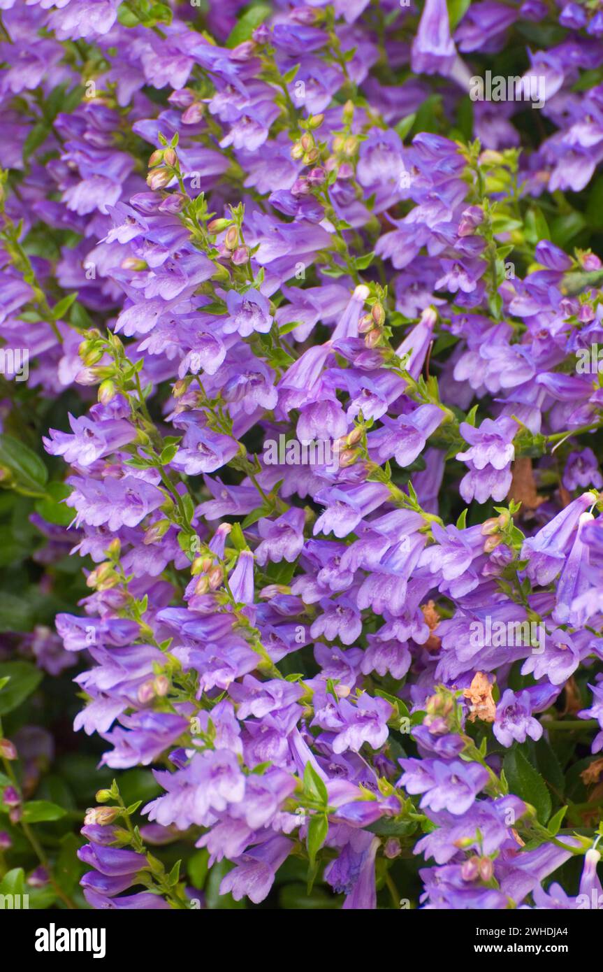 Penstamen, Quartzville Creek National Back Country Byway, Willamette ...