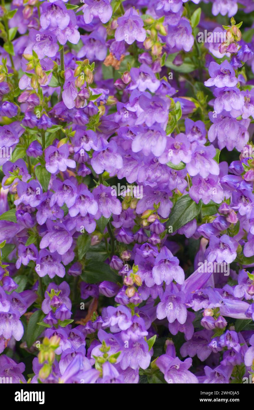 Penstamen, Quartzville Creek National Back Country Byway, Willamette ...