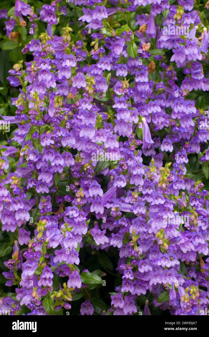 Penstamen, Quartzville Creek National Back Country Byway, Willamette ...