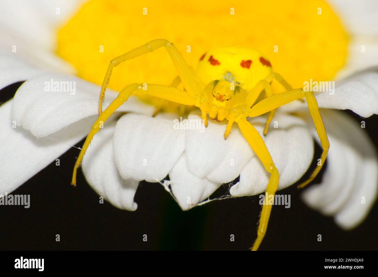 Northern Crab Spider (Misumenops asperatus) on daisy, Quartzville Creek ...
