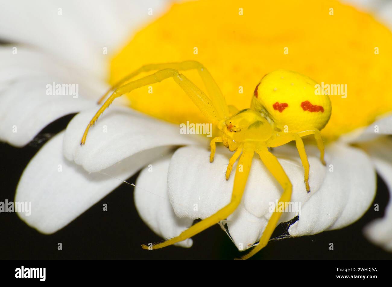 Northern Crab Spider (Misumenops asperatus) on daisy, Quartzville Creek ...