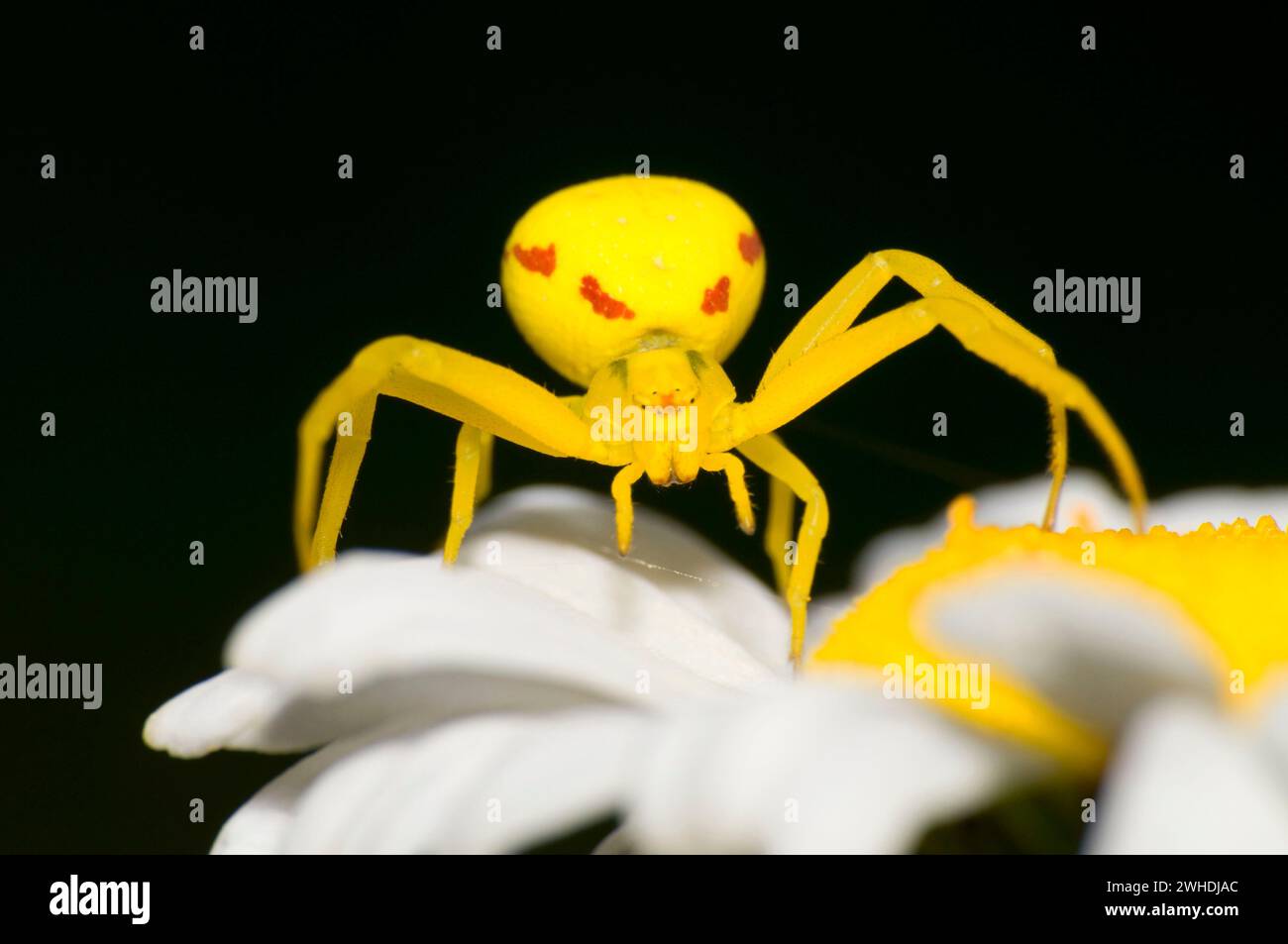 Northern Crab Spider (Misumenops asperatus) on daisy, Quartzville Creek ...