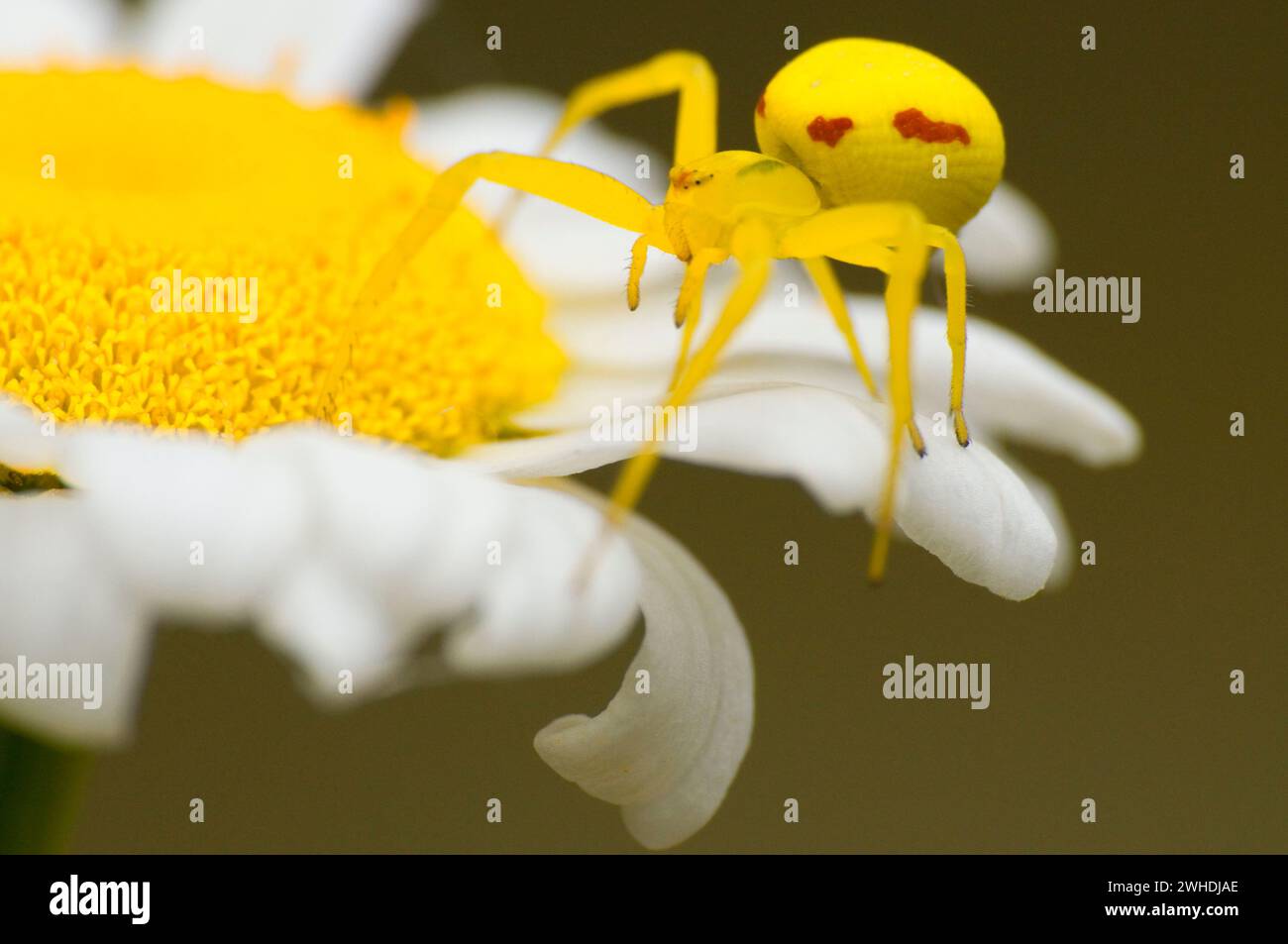 Northern Crab Spider (Misumenops asperatus) on daisy, Quartzville Creek ...