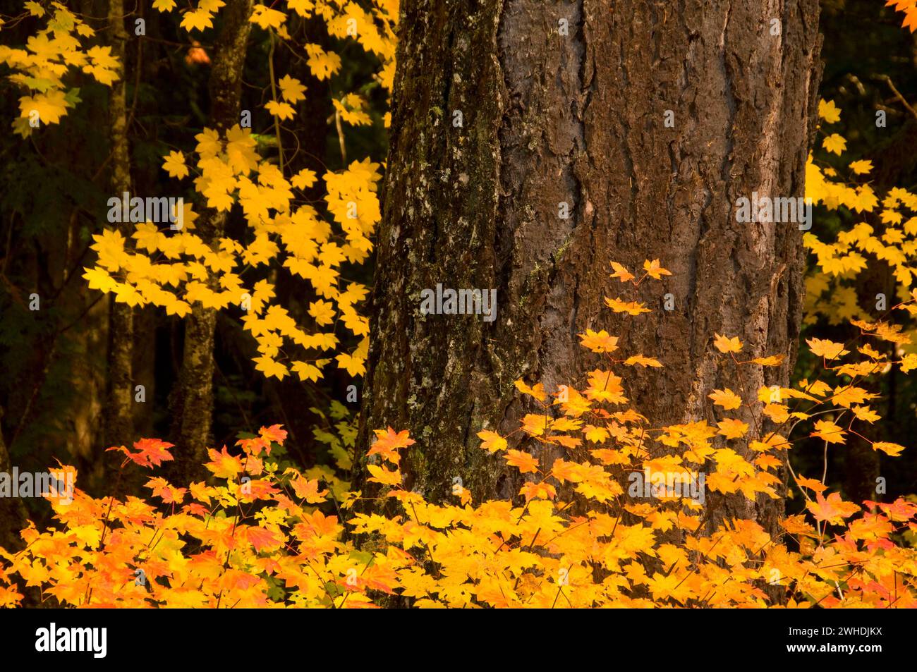 Douglas fir with vine maple, Willamette National Forest, Oregon Stock ...