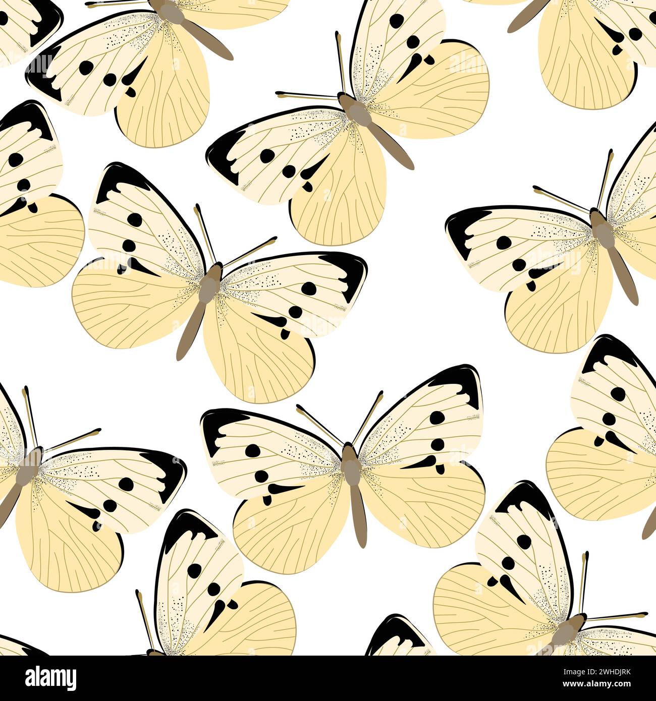 Pieris rapae vector hi-res stock photography and images - Alamy