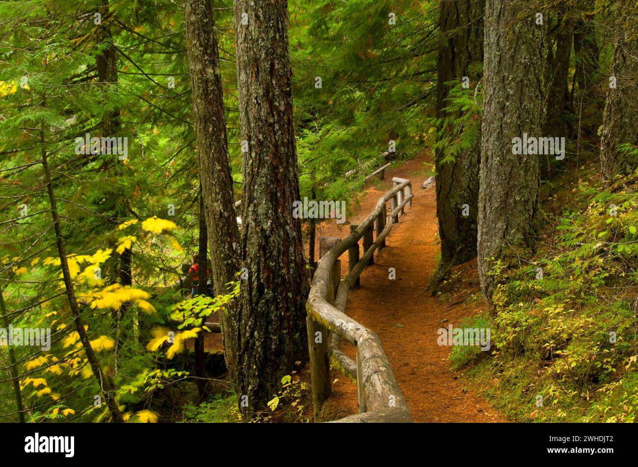 McKenzie River National Recreation Trail, McKenzie Wild and Scenic ...
