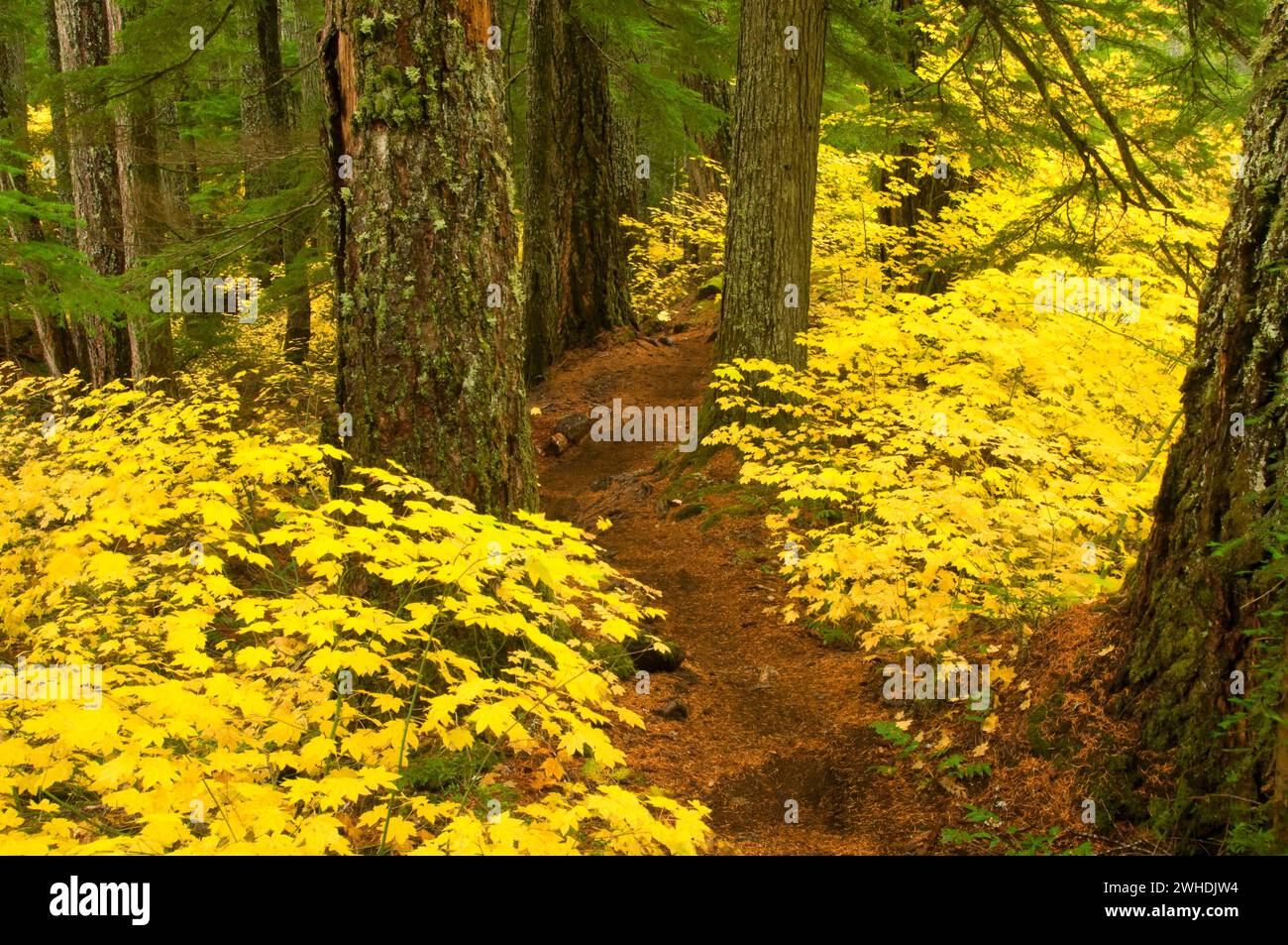 McKenzie River National Recreation Trail, McKenzie Wild and Scenic ...