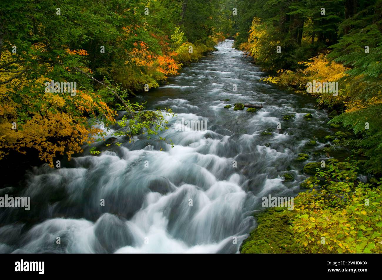 Upper McKenzie River in autumn, McKenzie Wild and Scenic River ...