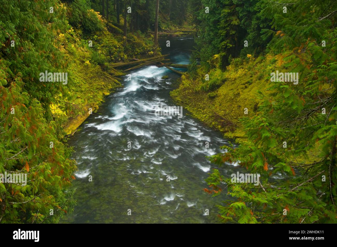 McKenzie Wild and Scenic River, McKenzie Pass-Santiam Pass National ...