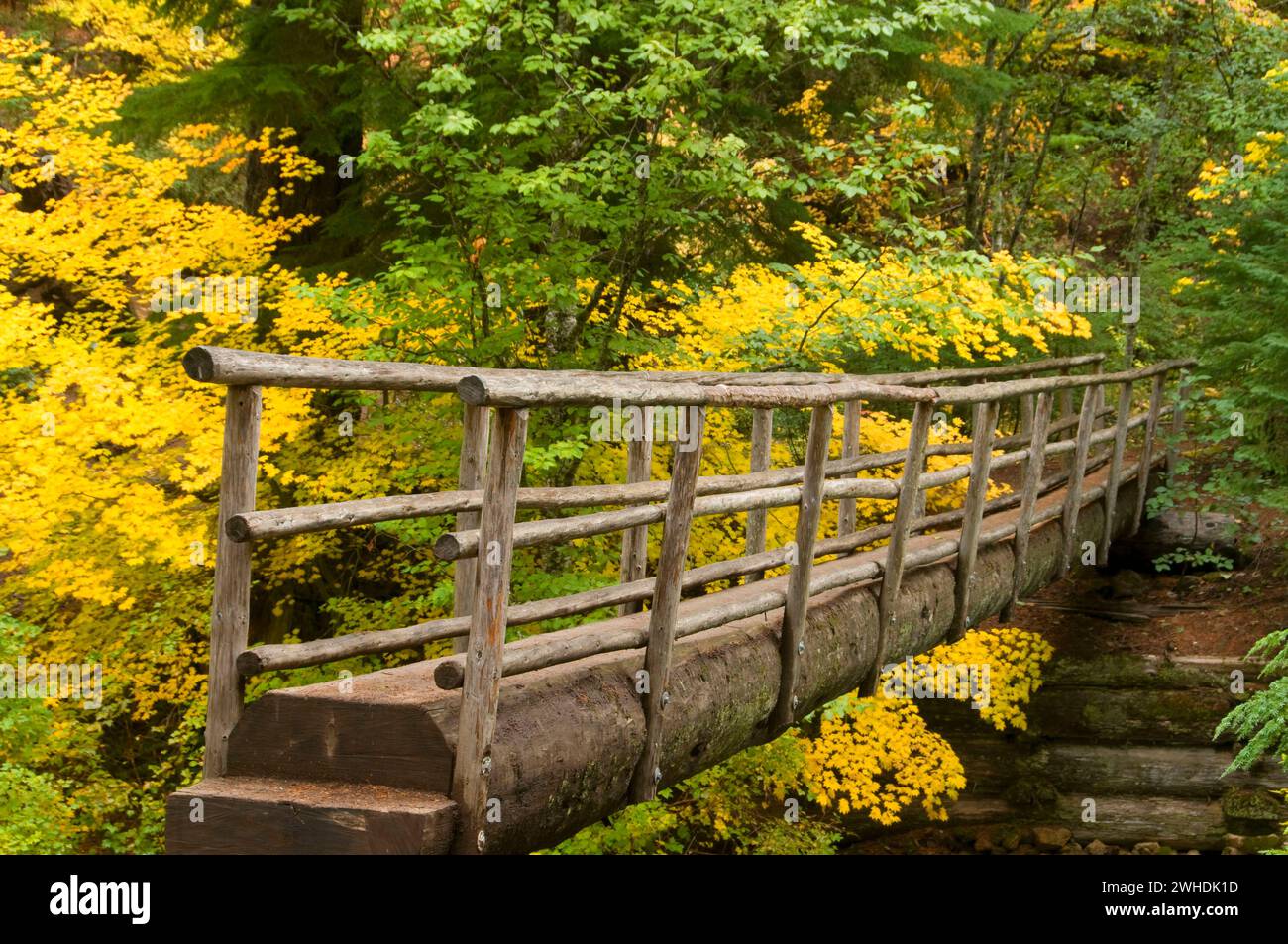 McKenzie River National Recreation Trail hiker bridge, McKenzie Wild ...