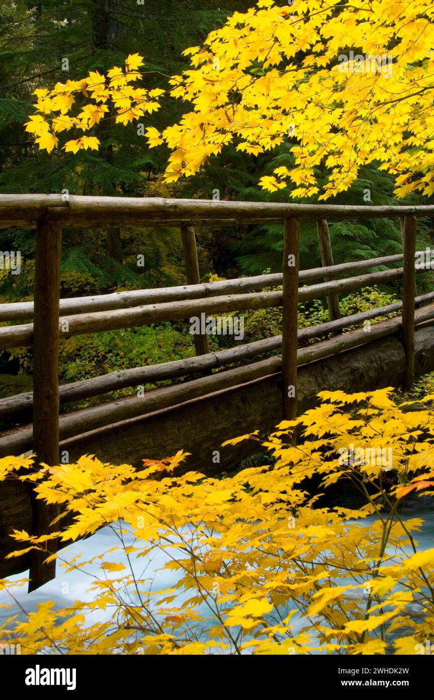 McKenzie River National Recreation Trail hiker bridge, McKenzie Wild ...