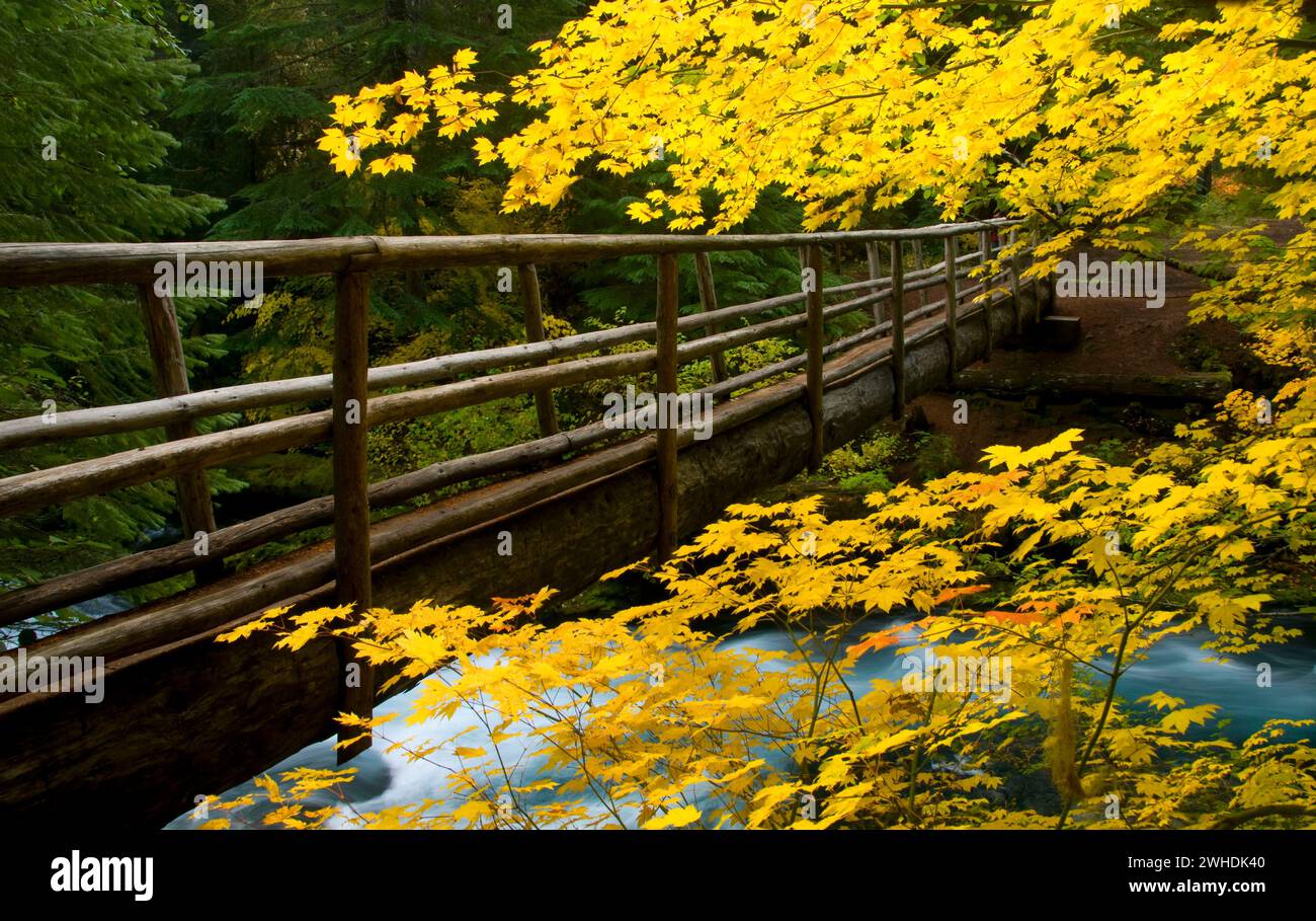 McKenzie River National Recreation Trail hiker bridge, McKenzie Wild ...