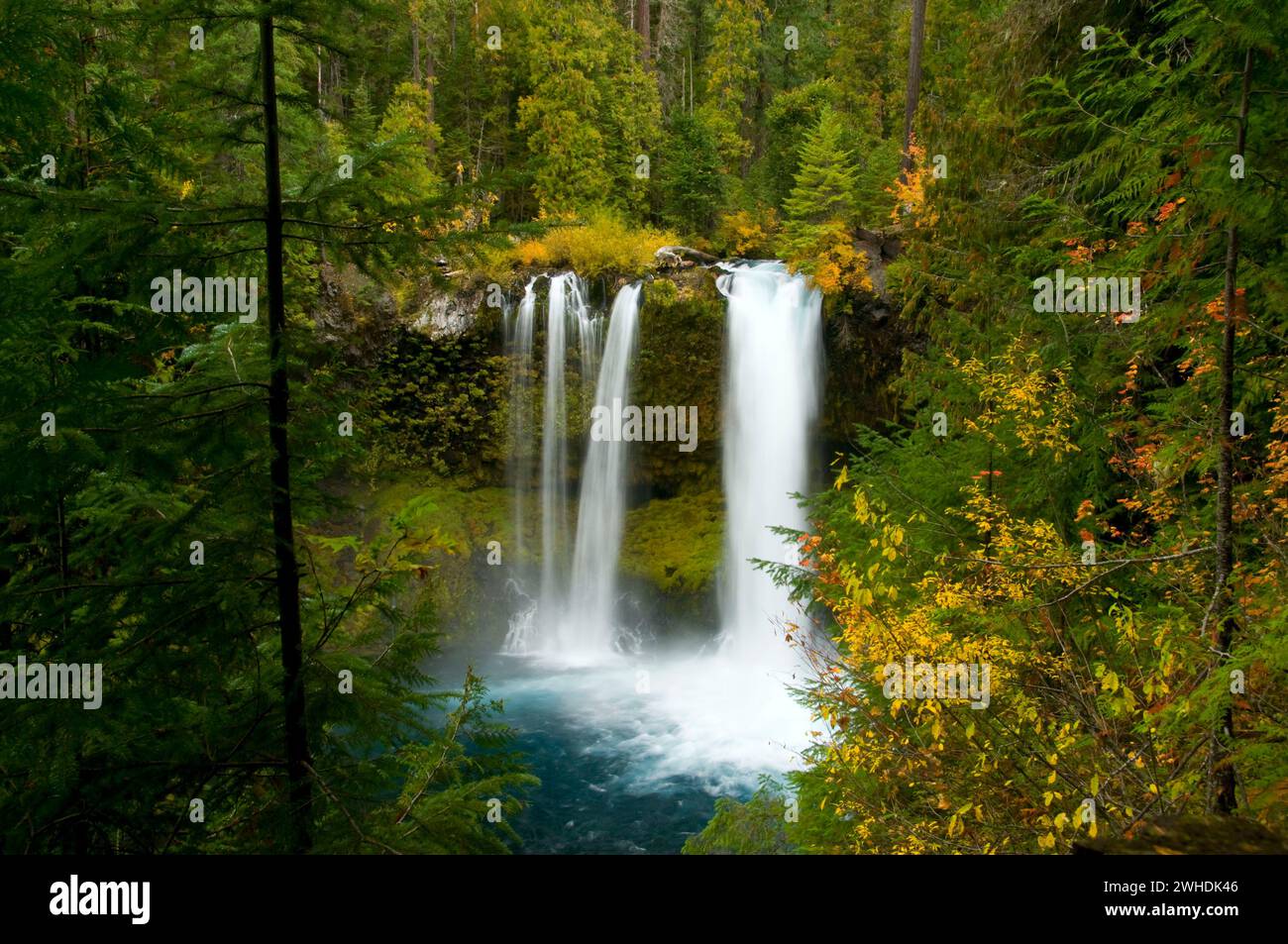 Koosah Falls, McKenzie Wild and Scenic River, McKenzie Pass-Santiam ...