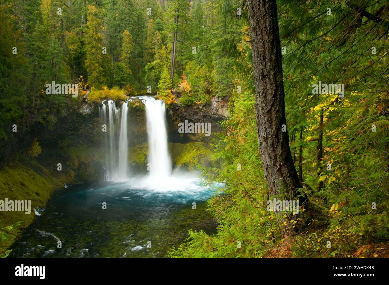 Koosah Falls, McKenzie Wild and Scenic River, McKenzie Pass-Santiam ...