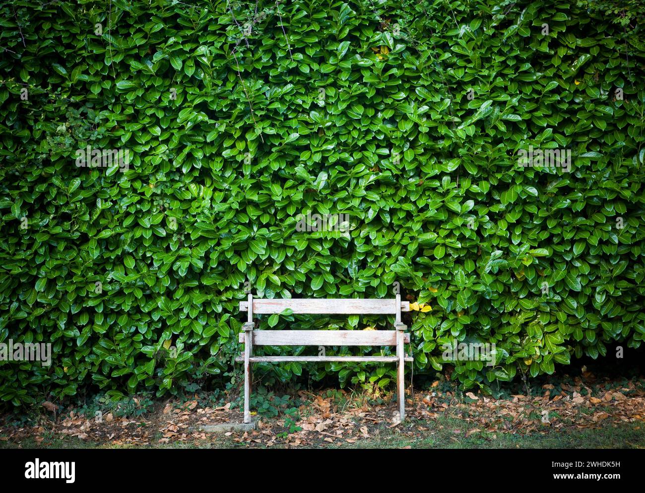 Vintage wooden garden bench and a tall evergreen cherry laurel hedge ...