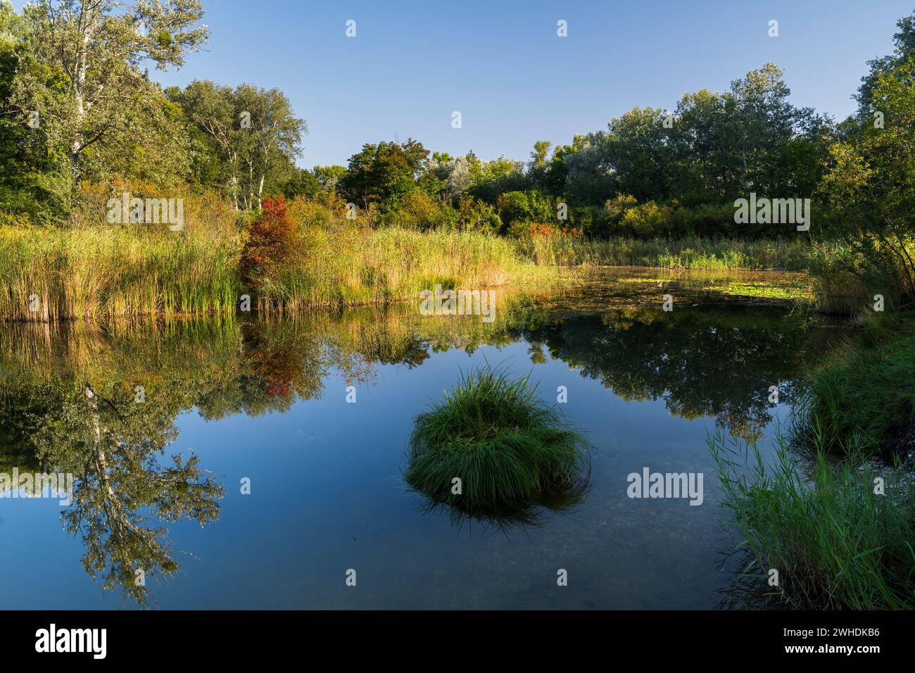 Dechantlacke, Lobau, 22nd district Donaustadt, Vienna, Austria Stock ...