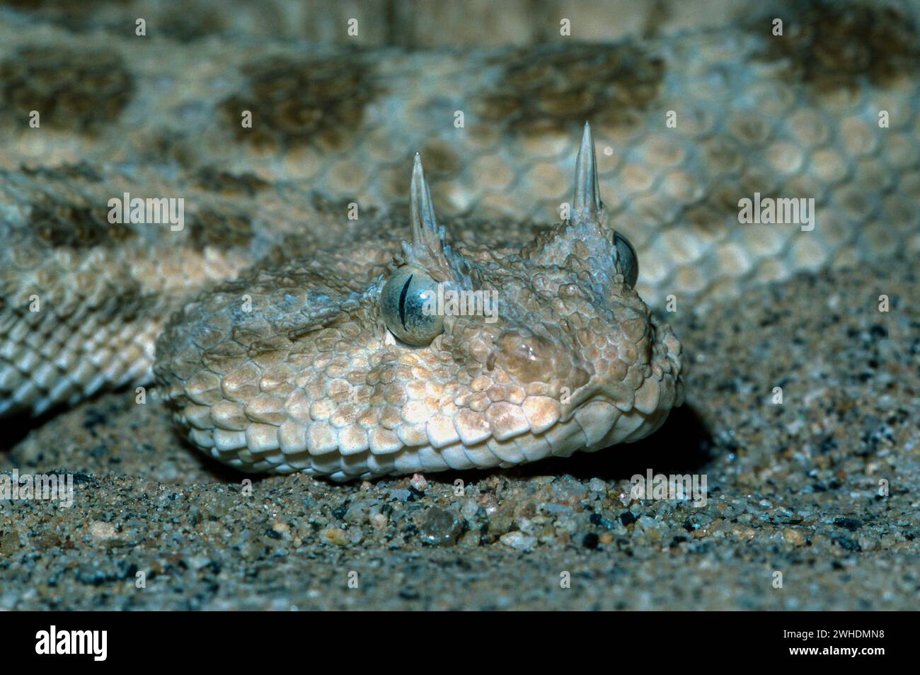 Horned desert viper hiding hi-res stock photography and images - Alamy