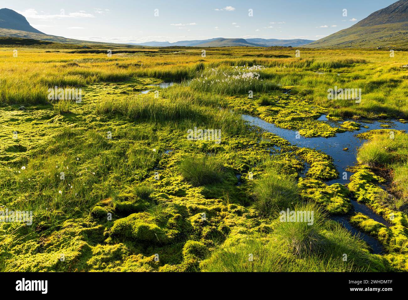 Moss swamp hi-res stock photography and images - Alamy