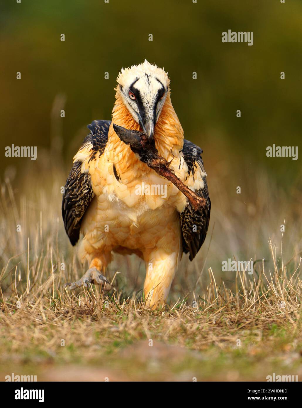 Bearded vulture (Gypaetus barbatus) playing with a bone, Pyrenees ...