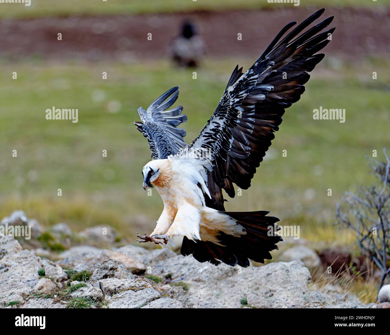 Bearded vulture (Gypaetus barbatus), landing, Pyrenees, Spain Stock ...