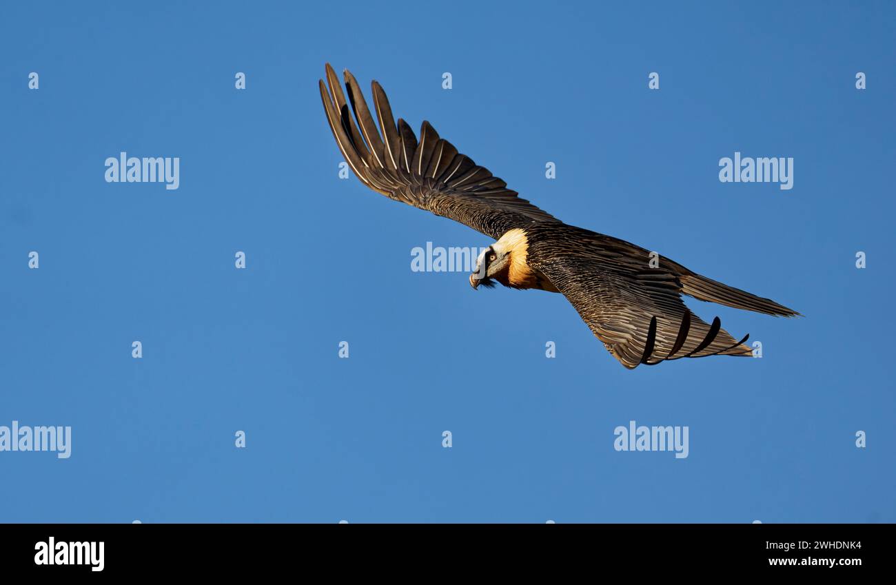 Vulture bird spain catalonia flight fly flying pyrenees hi-res stock ...