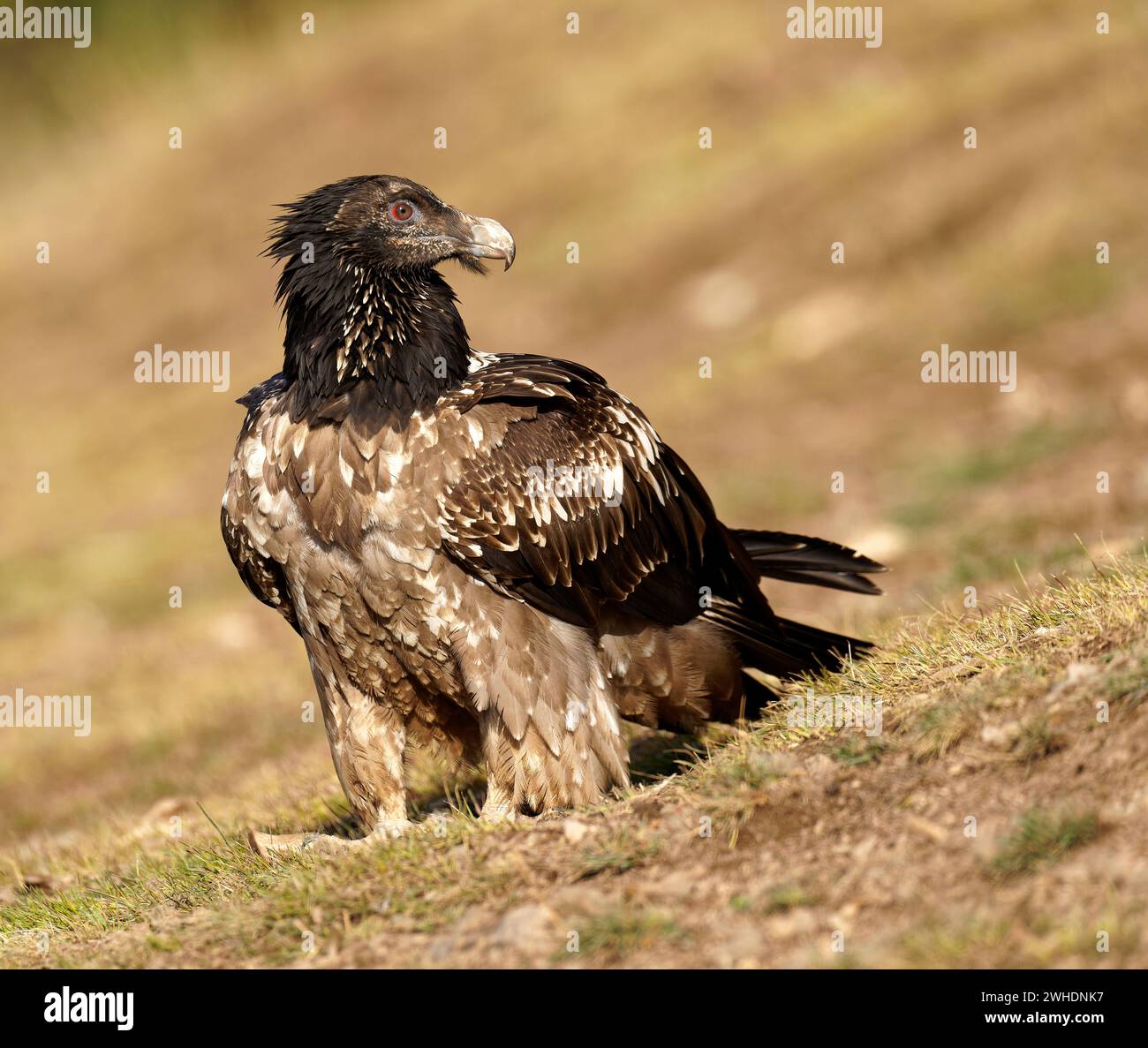 Vulture bird spain catalonia pyrenees hi-res stock photography and ...