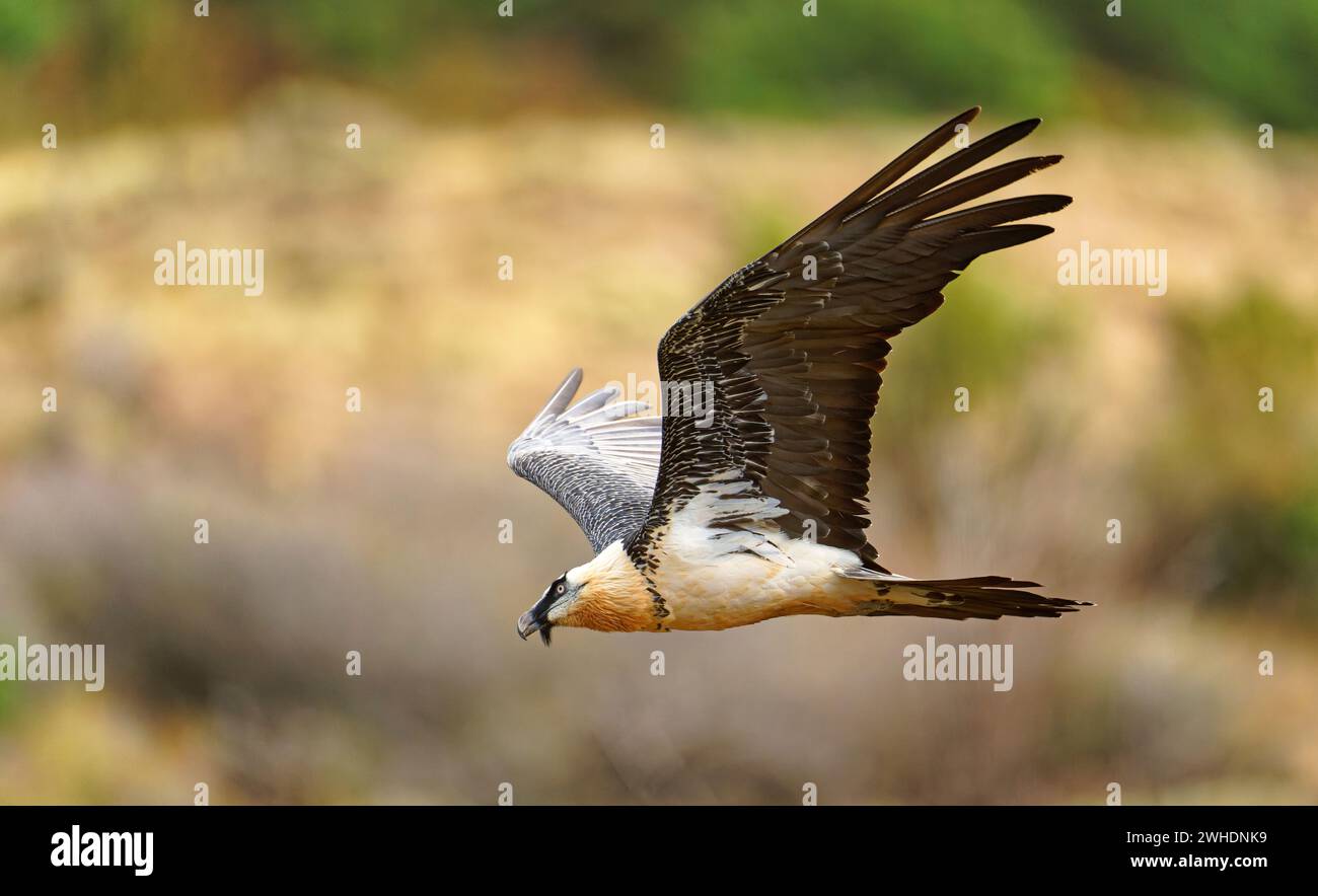 Bearded vulture (Gypaetus barbatus) in flight, Pyrenees, Spain Stock ...
