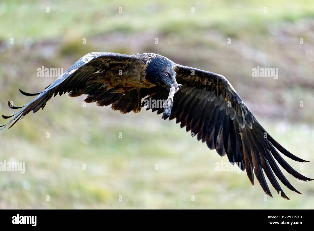 Flying young bearded vulture (Gypaetus barbatus) with sheep bone in its ...
