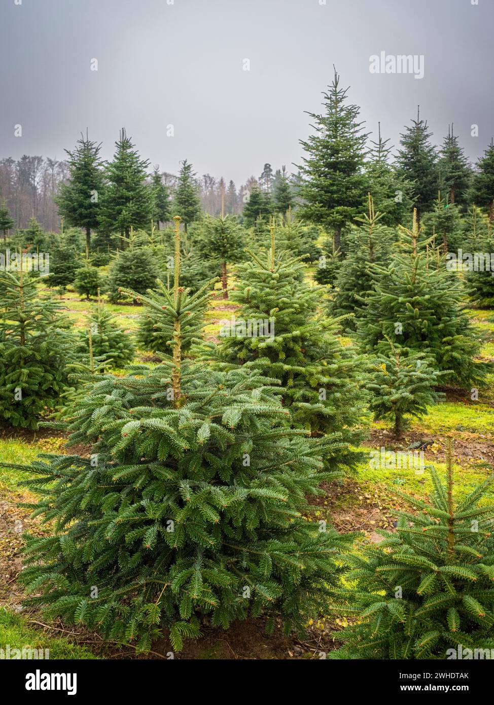 Christmas trees in rows hi-res stock photography and images - Alamy