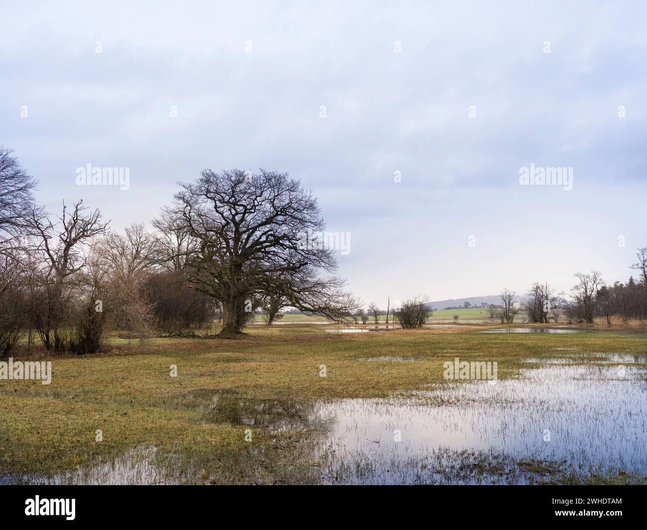 in the Katzensee nature reserve Stock Photo - Alamy