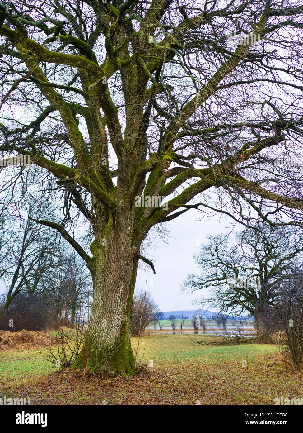 in the Katzensee nature reserve Stock Photo - Alamy