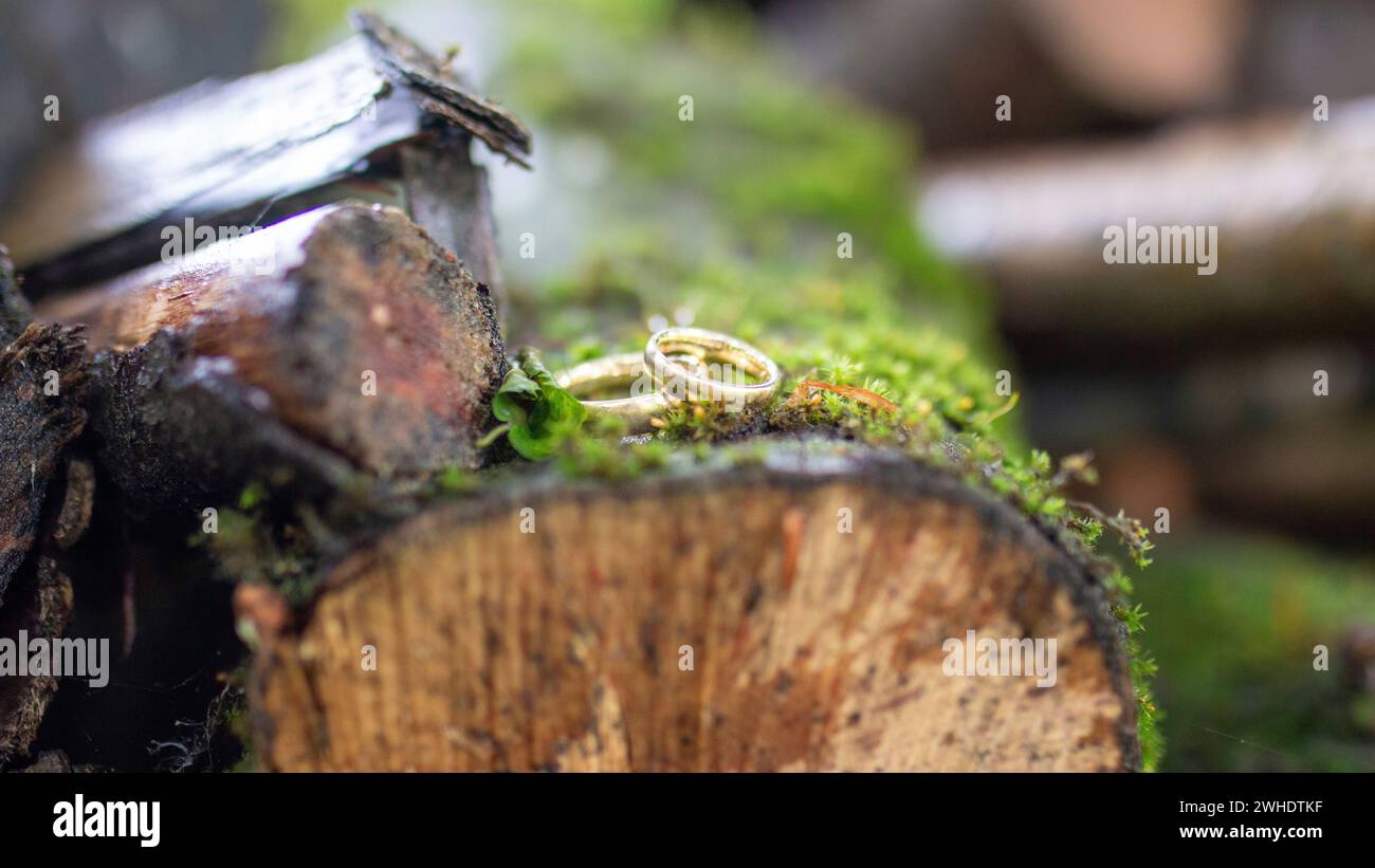 Log with moss hi-res stock photography and images - Alamy