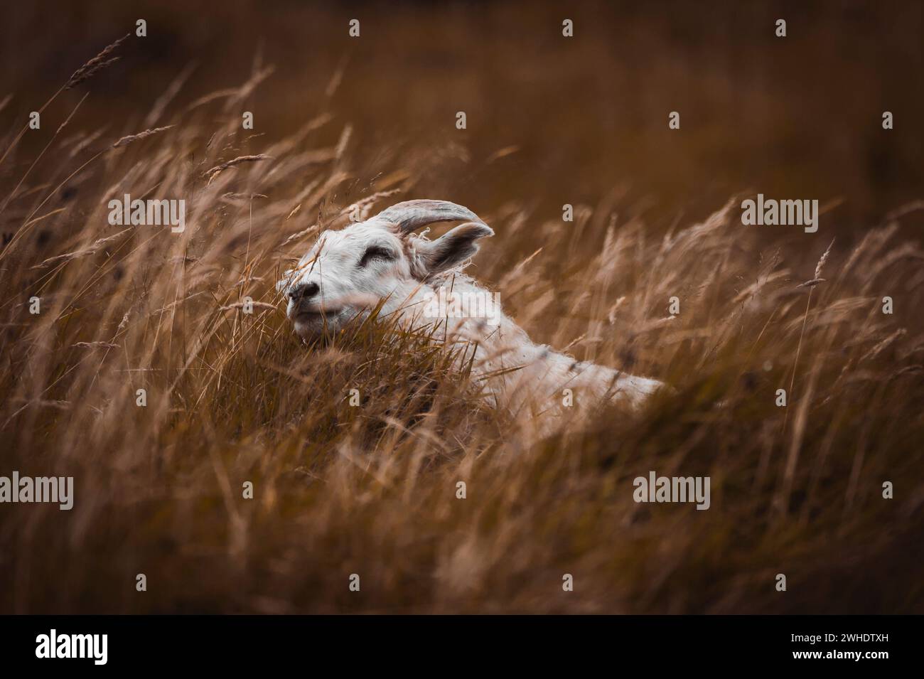 Tall sheep hi-res stock photography and images - Alamy